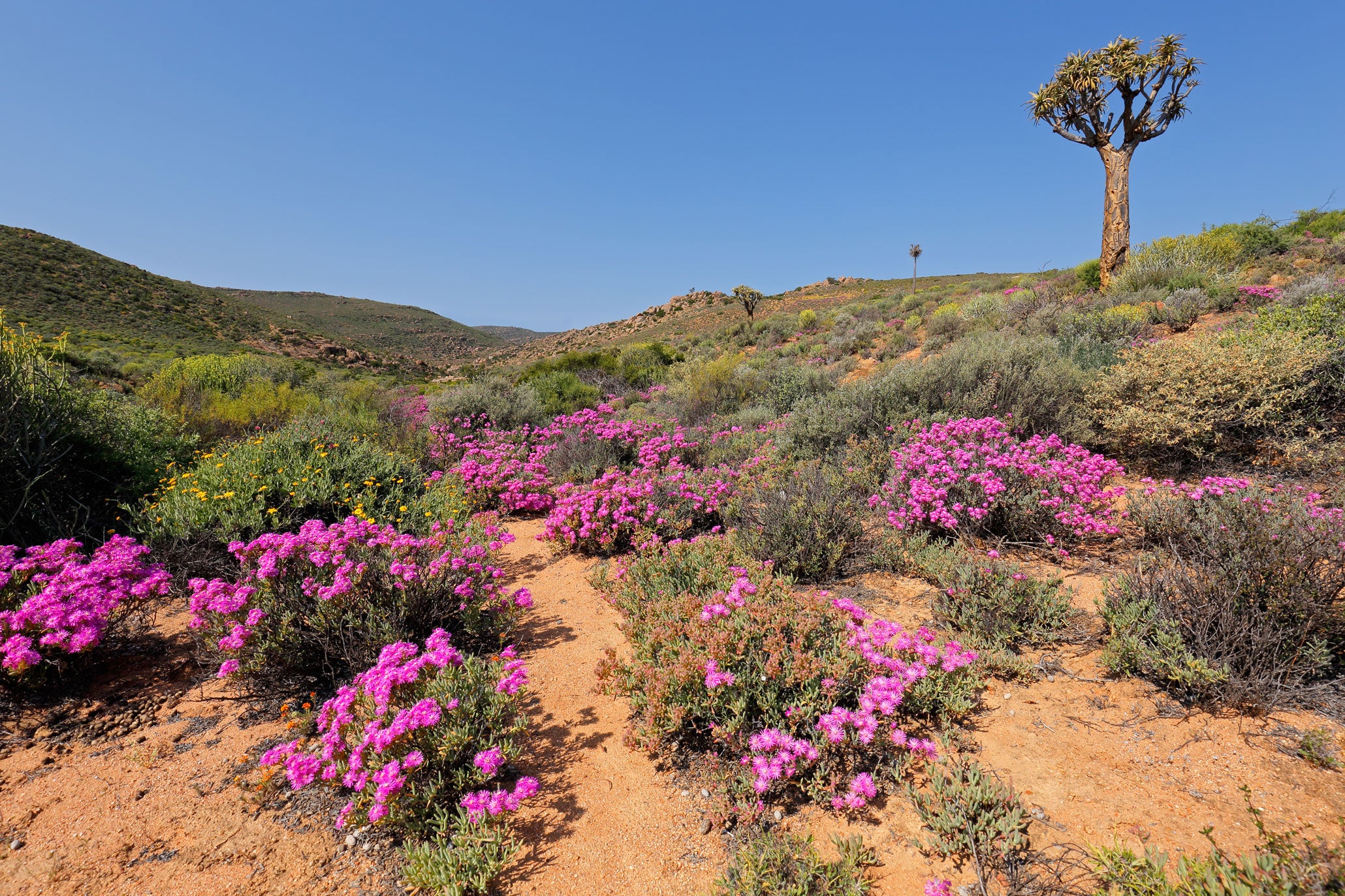 Africa- Namaqualand | Reptile Enclosure Backgrounds – Toad Ranch
