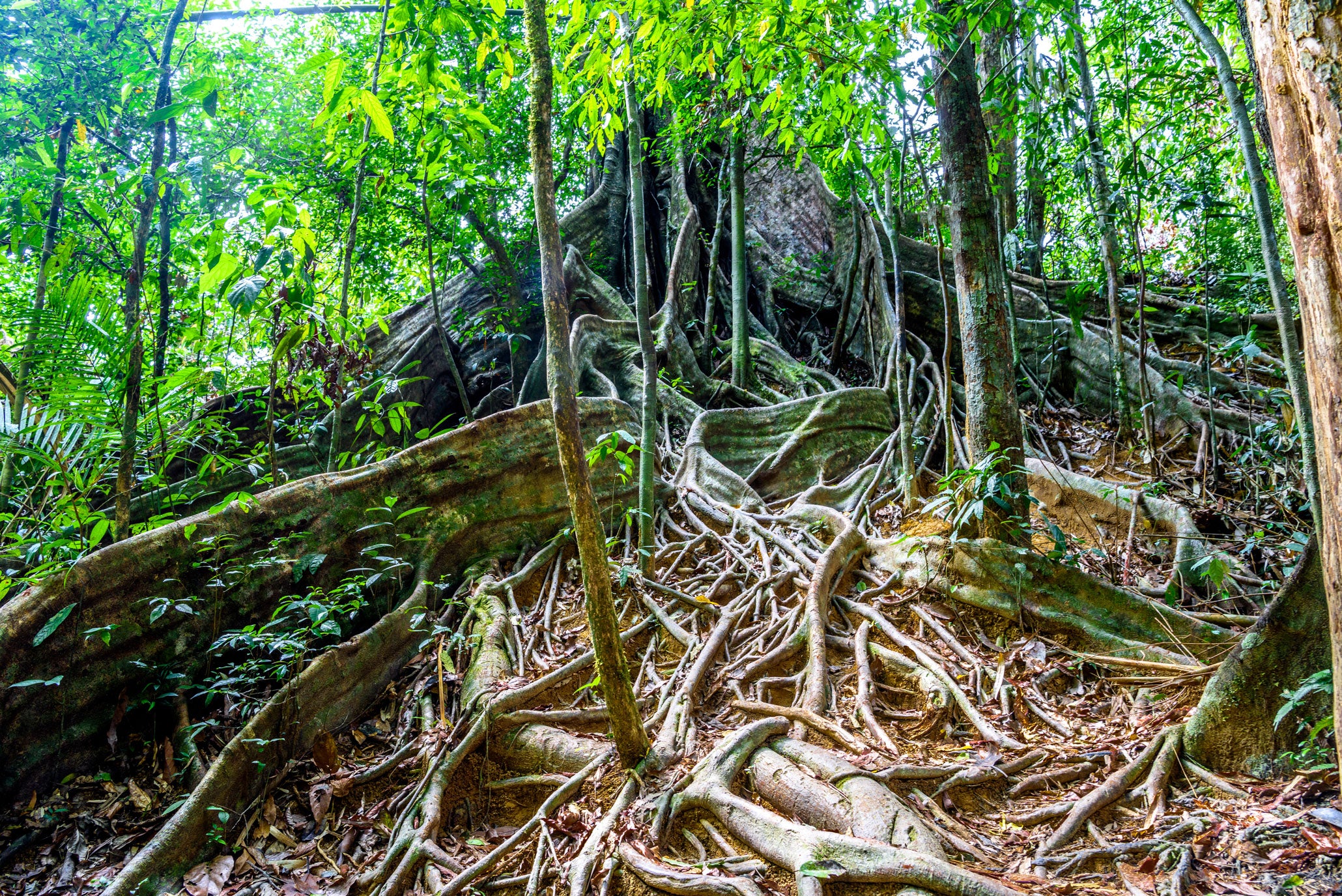Thailand- Tree Roots | Reptile Enclosure Backgrounds – Toad Ranch