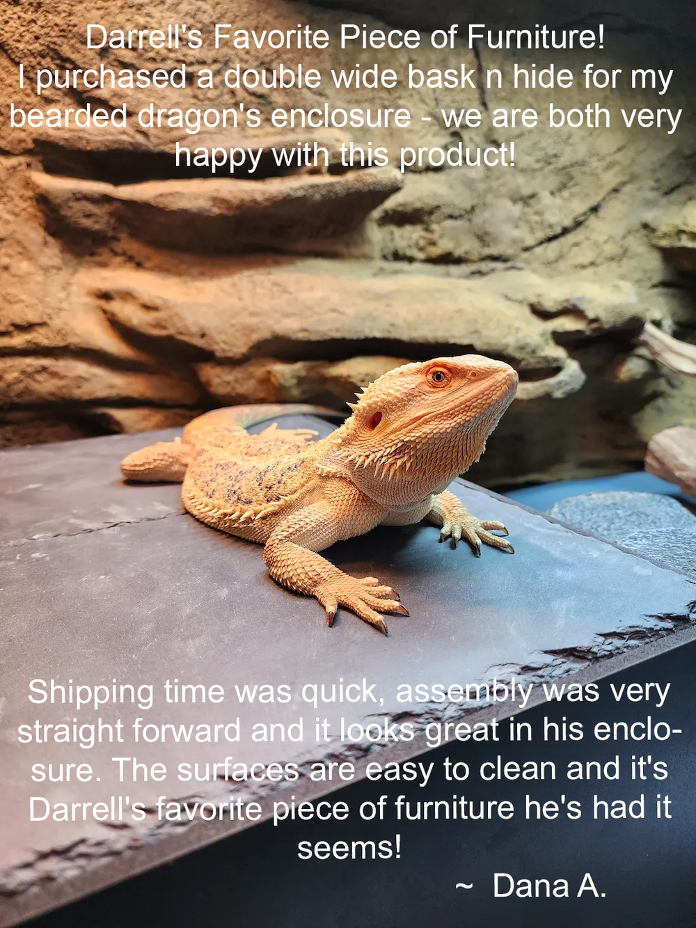 Bask-N-Hide | Reptile Basking Platform and Hide Box – Toad Ranch